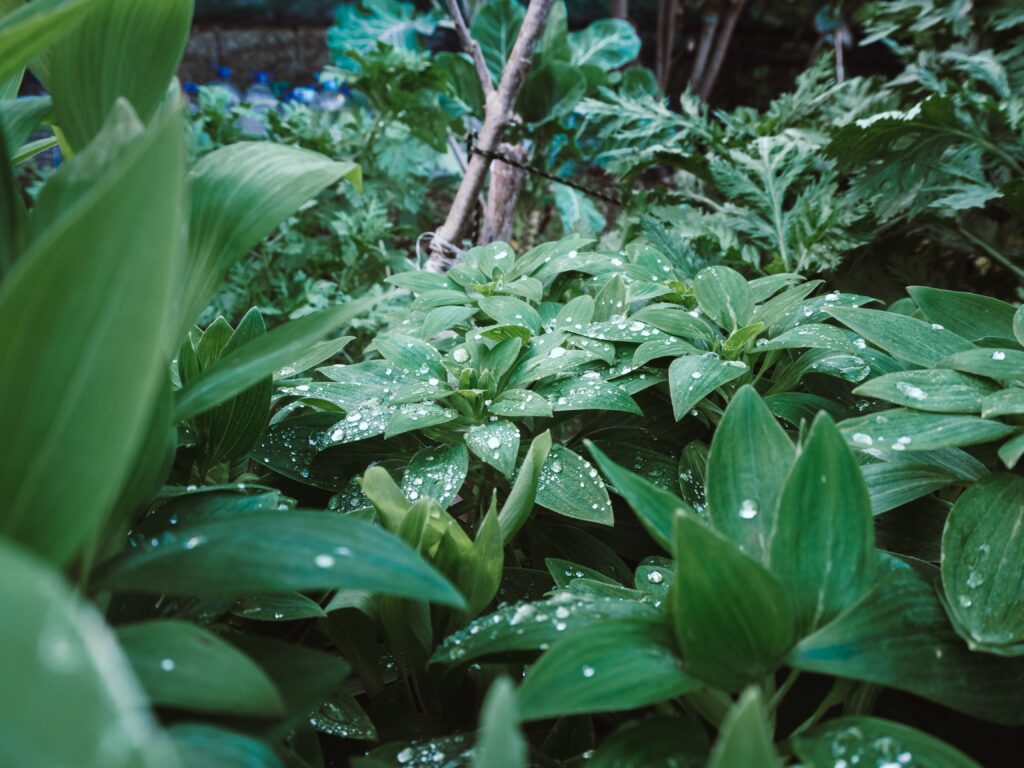 Cómo proteger tus plantas de la lluvia y el granizo