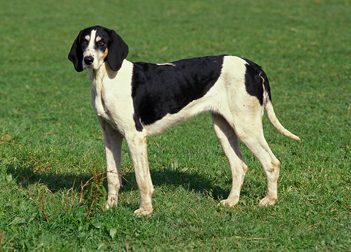5 Razones por las que el Perro Billy Podría Ser Tu Compañero Ideal (Si ...
