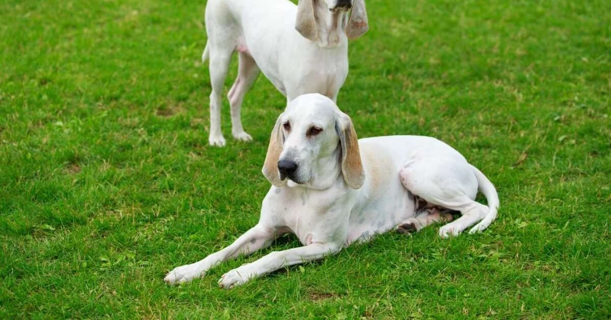 5 Razones por las que el Perro Billy Podría Ser Tu Compañero Ideal (Si ...