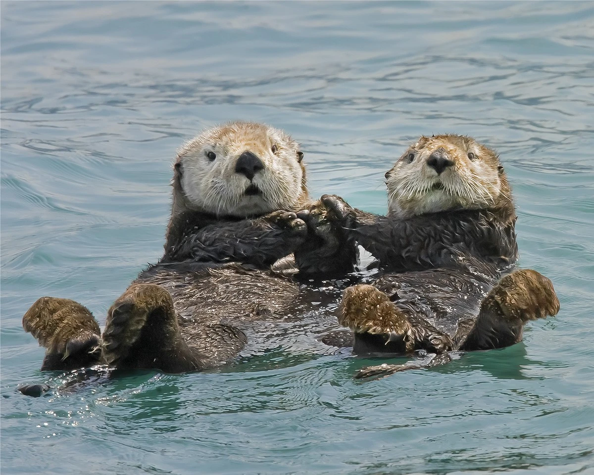 Por qué las nutrias se cogen de la mano en el río: El tierno secreto de ...