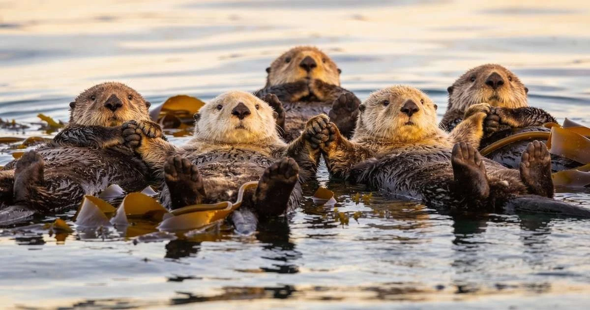 Por qué las nutrias se cogen de la mano en el río: El tierno secreto de ...