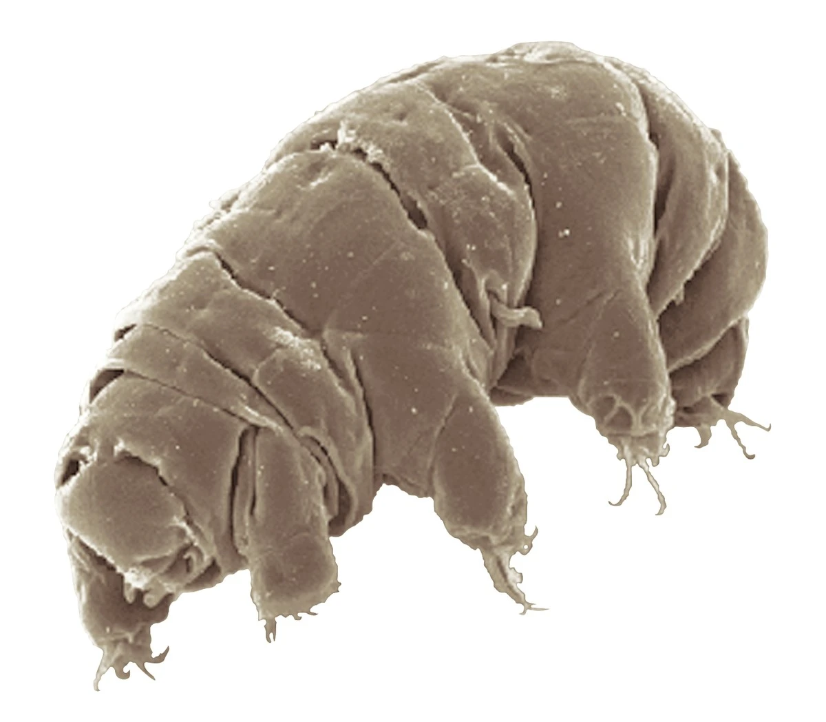 El micro-animal inmortal que sobrevive al vacío espacial y a un volcán ...