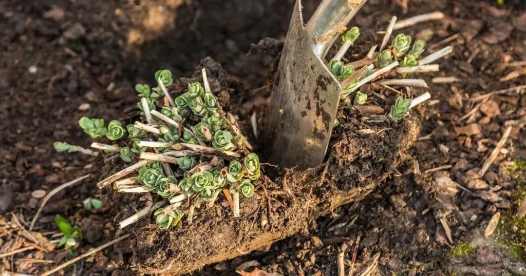 Por qué los jardineros expertos siempre podan sus frutales en febrero ...