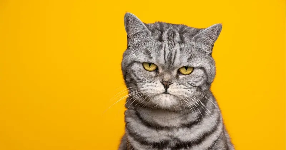 Gatos enfadados: 7 señales silenciosas que los dueños a menudo ignoran ...